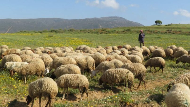 Nurturing Livestock and Land