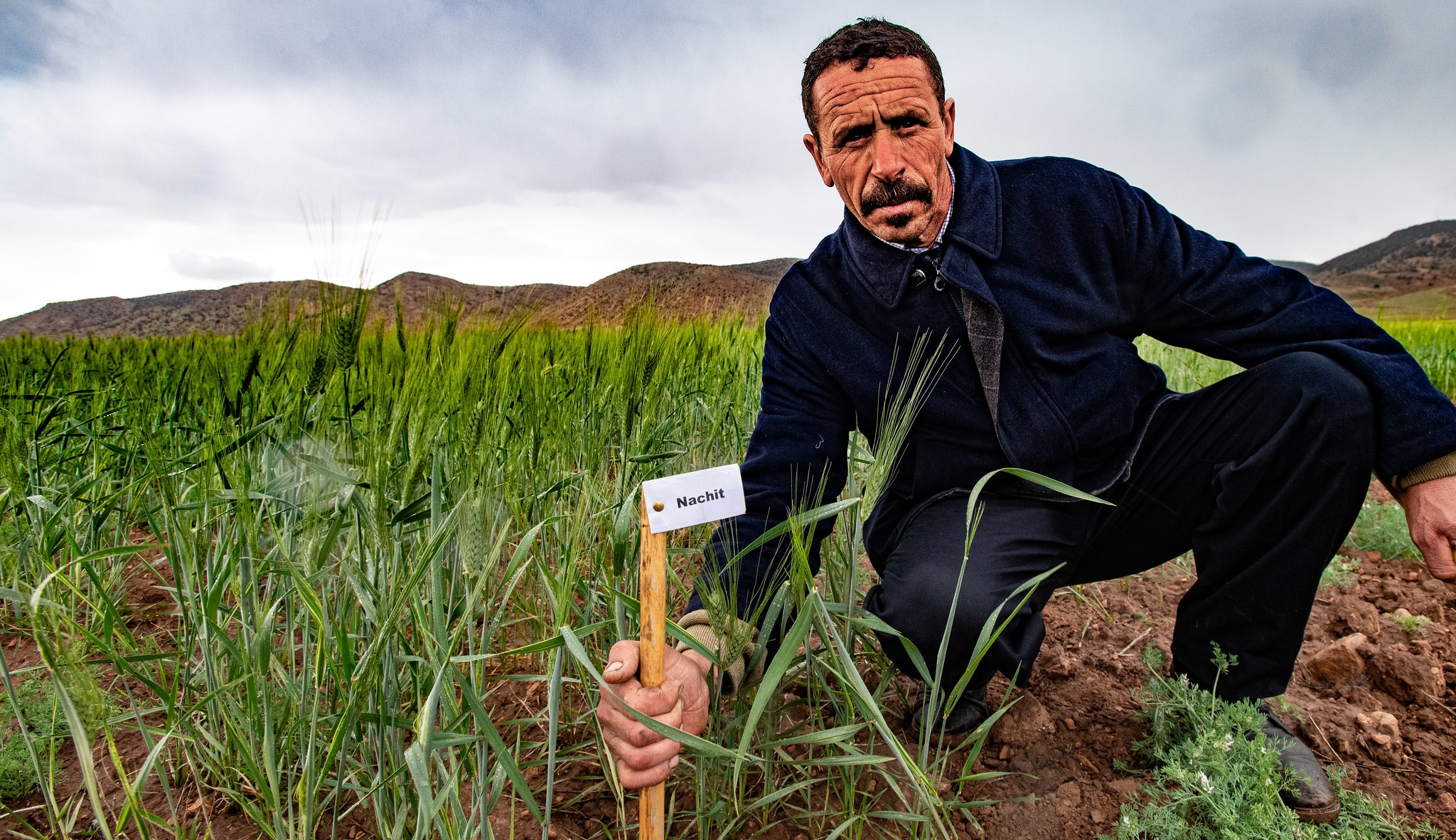 Banking on Genetic Diversity for Climate Smart Crops – ICARDA Annual ...